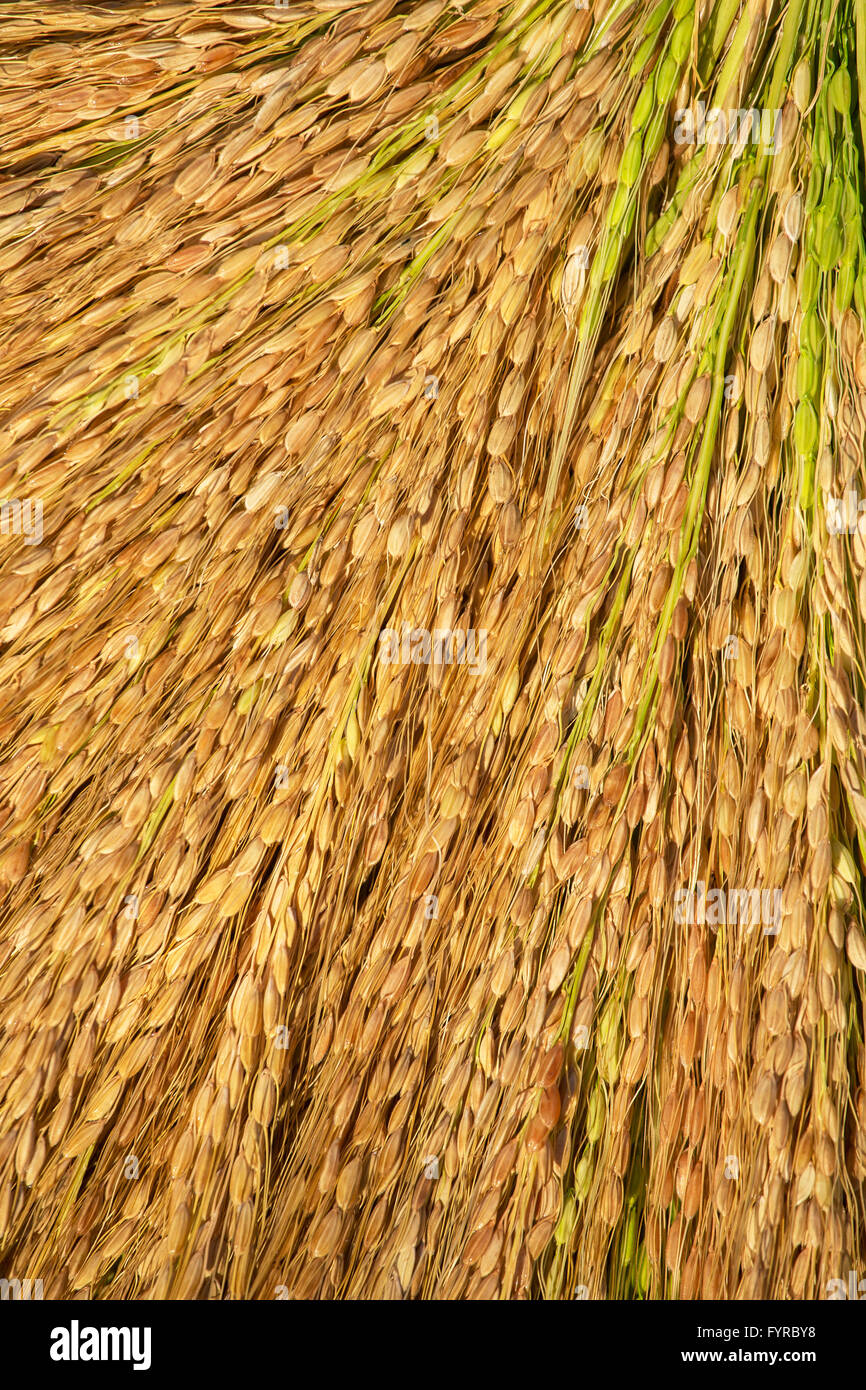 Close up of rice sheaf after harvest on the field Stock Photo - Alamy