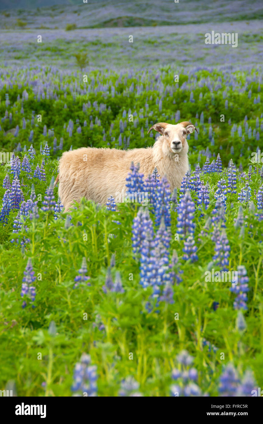 Sheep and flowers Iceland Stock Photo - Alamy