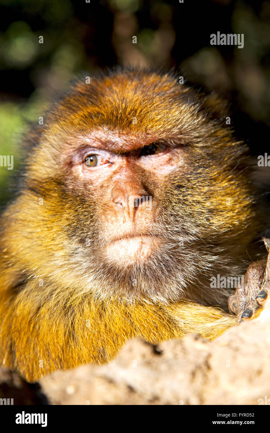 old monkey in africa Stock Photo - Alamy