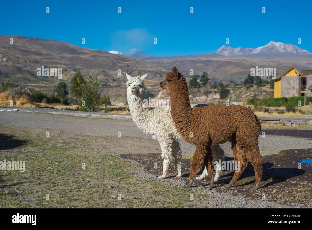 White and brown alpacas hi-res stock photography and images - Alamy