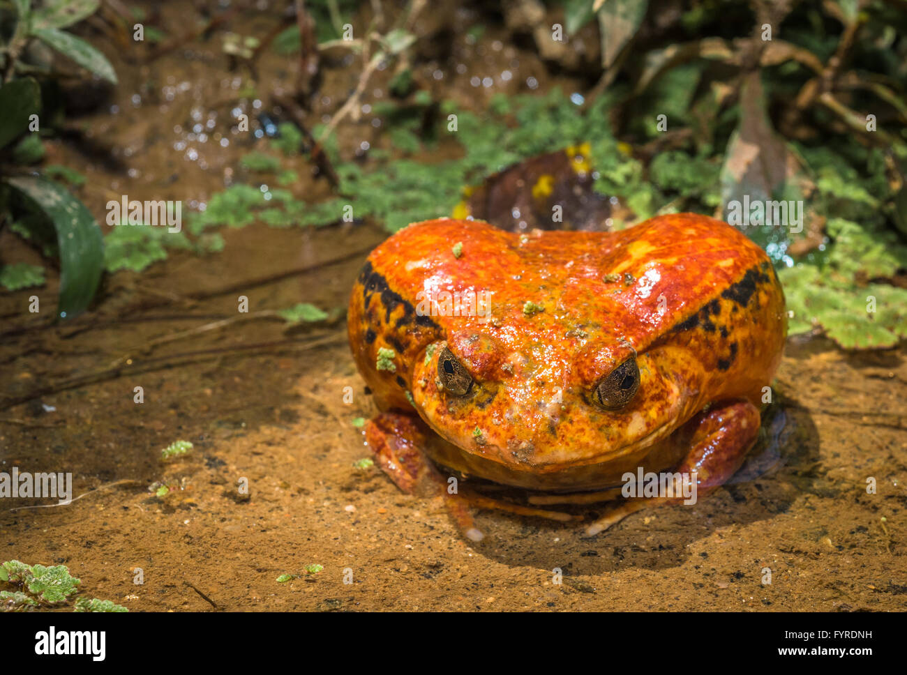 Tomato frog, endemic of Madagascar Stock Photo - Alamy