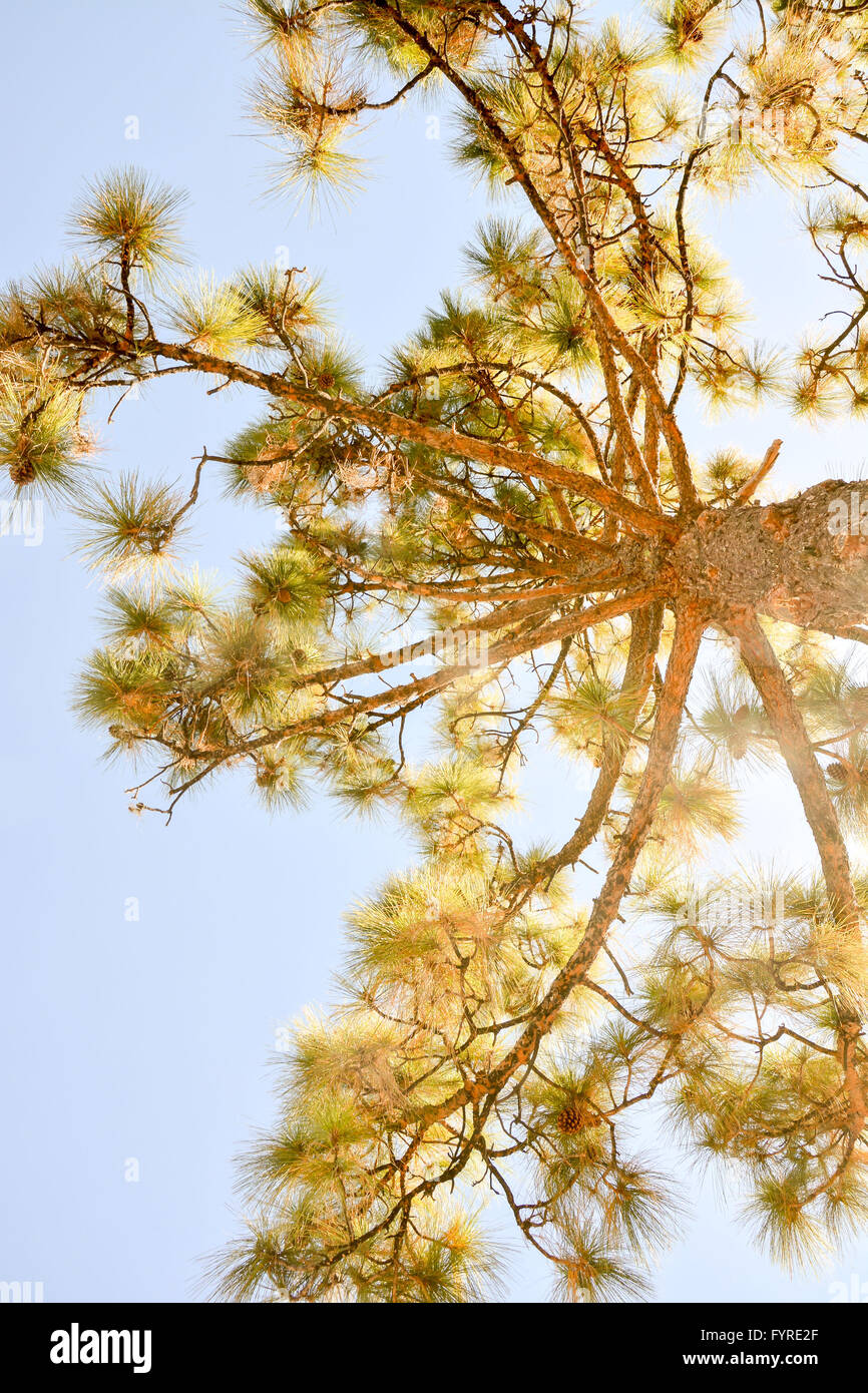 Pine Tree View Stock Photo - Alamy