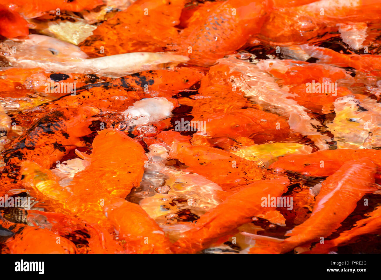 Carp Fish Texture Background Pattern Stock Photo - Alamy