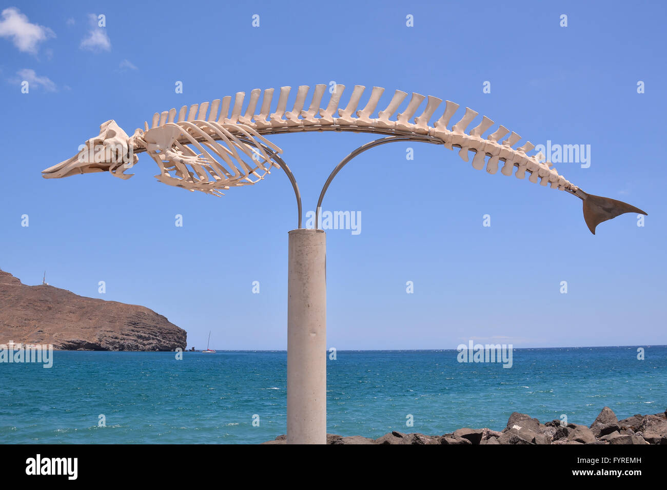 Giant Whale Skeleton High Resolution Stock Photography and Images - Alamy