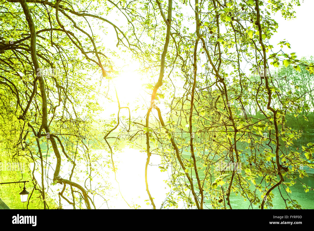 Sunlight falling through the trees Stock Photo - Alamy