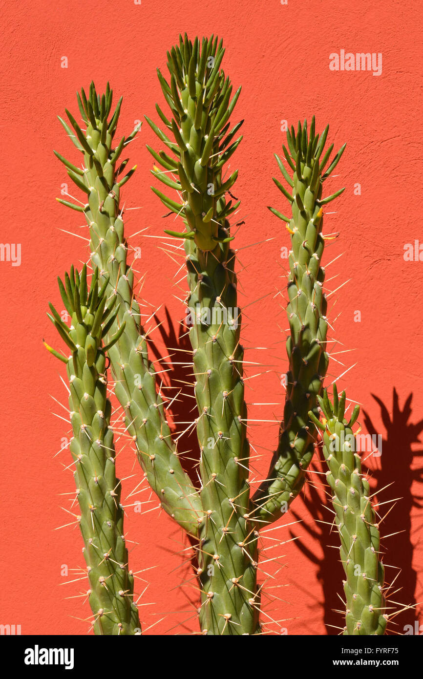 Cactus Texture Background Stock Photo - Alamy