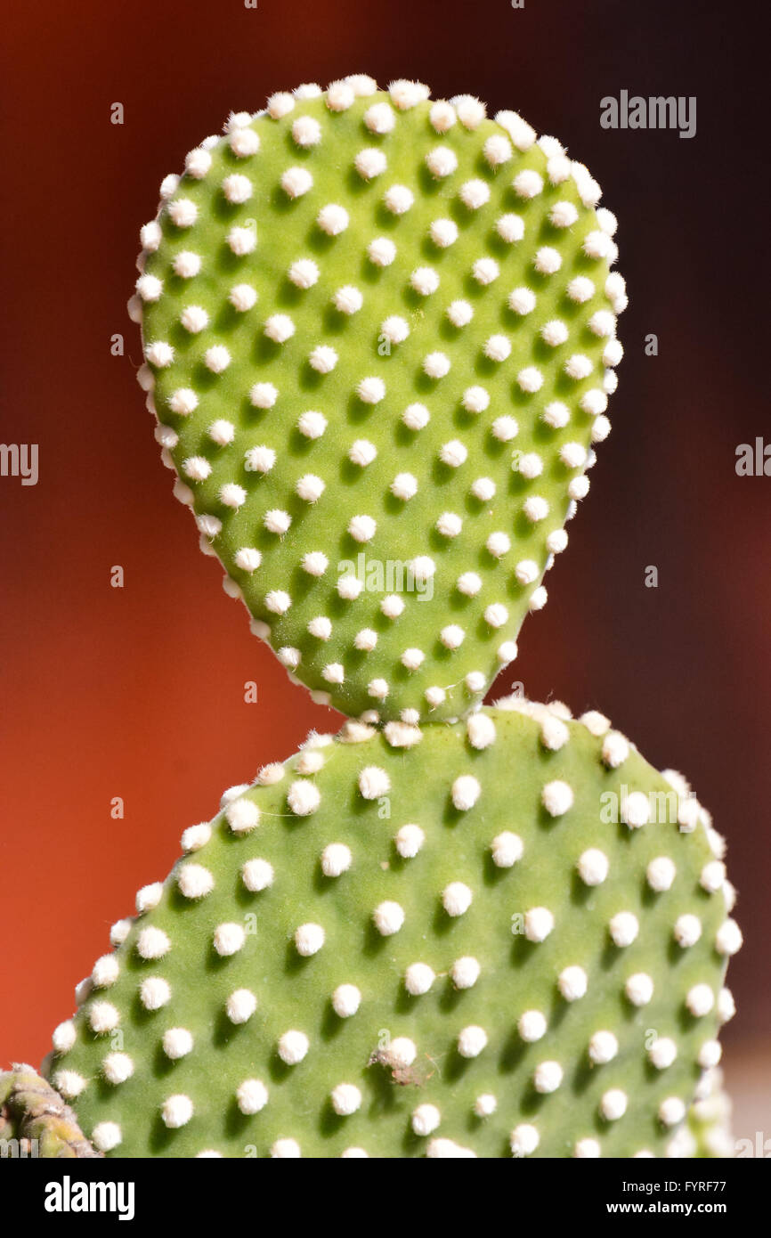 Cactus Texture Background Stock Photo - Alamy
