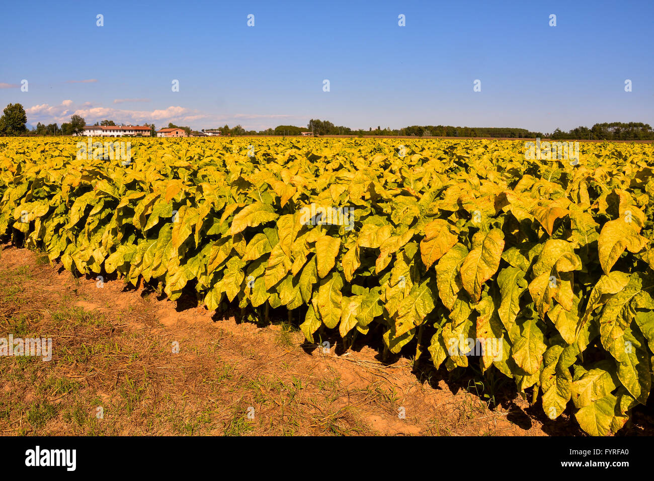 Beautiful Tobacco Field Stock Photo - Alamy