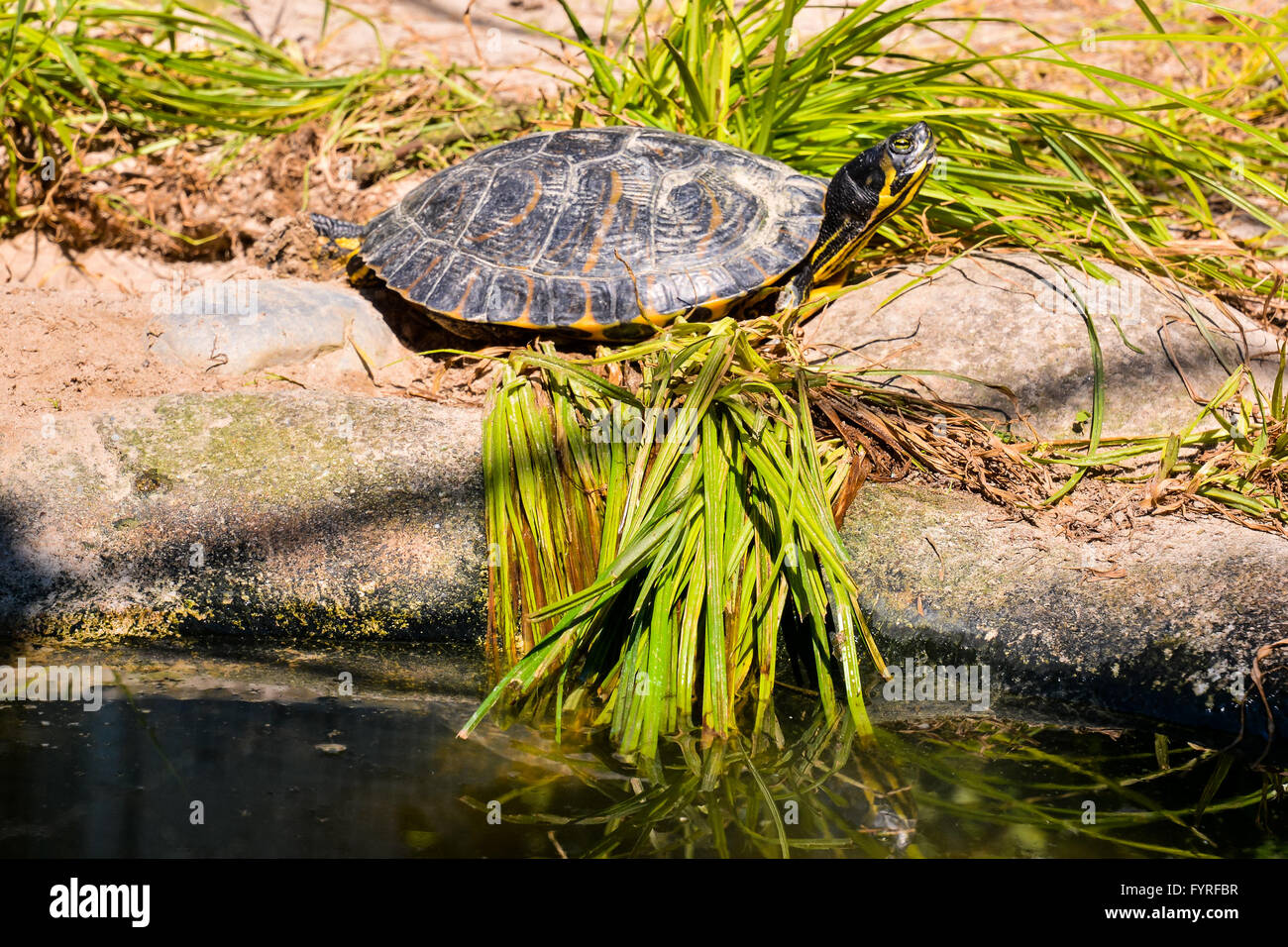 Trachemys Scripta Elegans Tortoise Stock Photo - Alamy