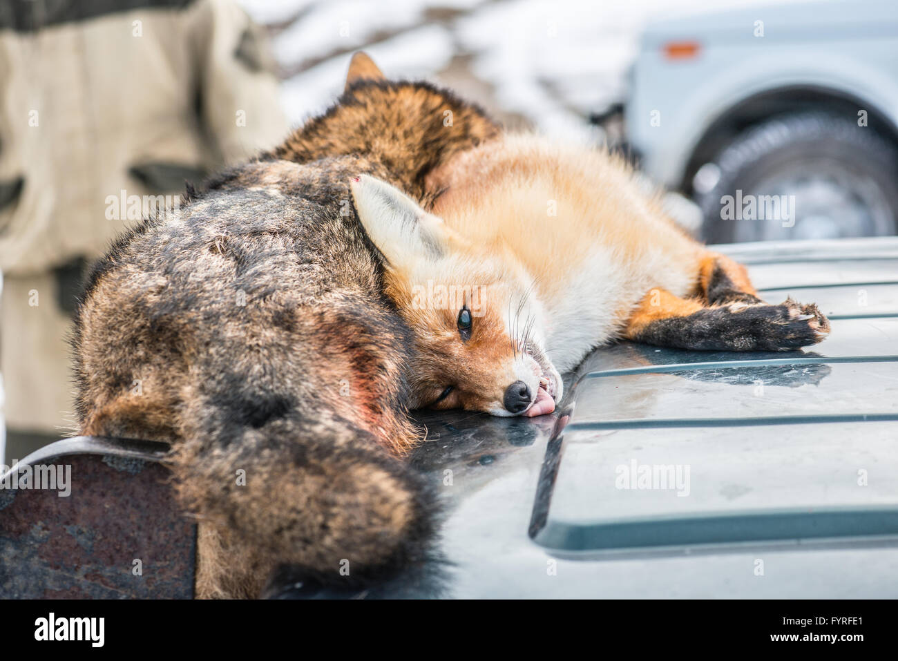 Red fox after hunting hi-res stock photography and images - Alamy
