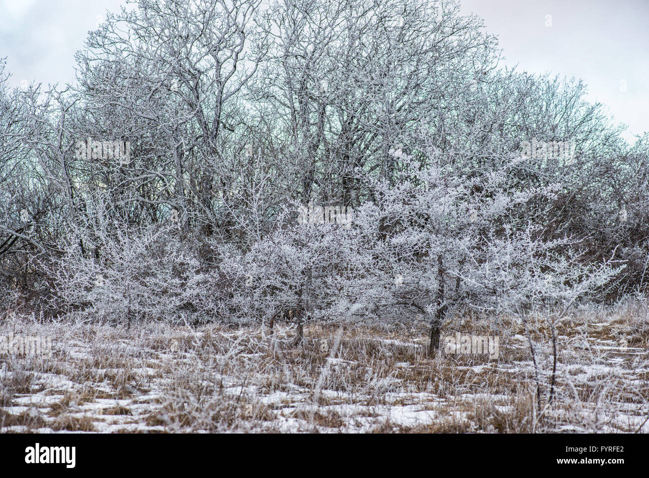 Winter landscape with hoarfrost on trees Stock Photo - Alamy