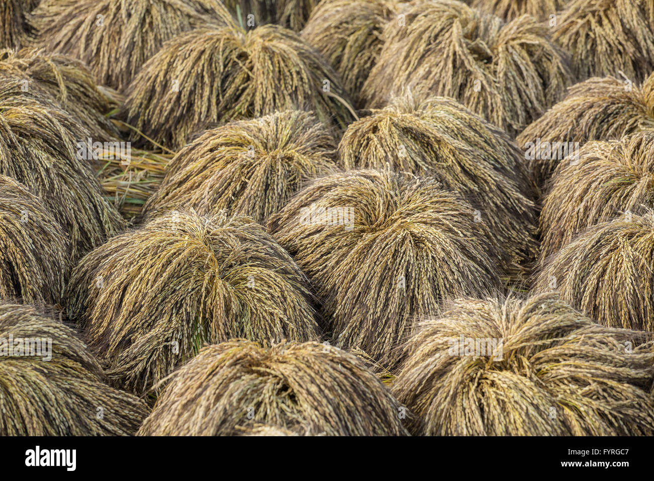 Sheaves rice on field hi-res stock photography and images - Alamy