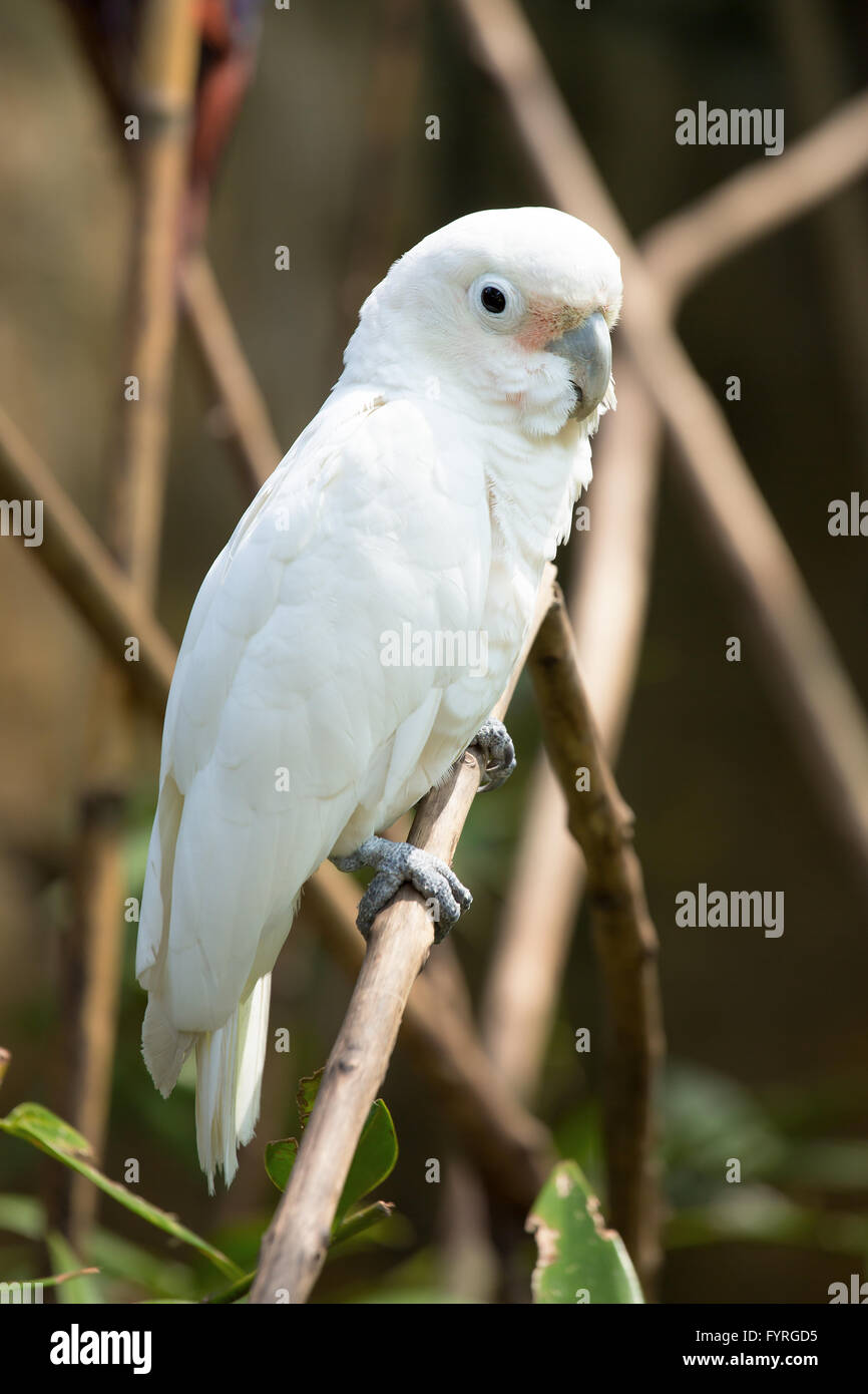 White parrot hi-res stock photography and images - Alamy