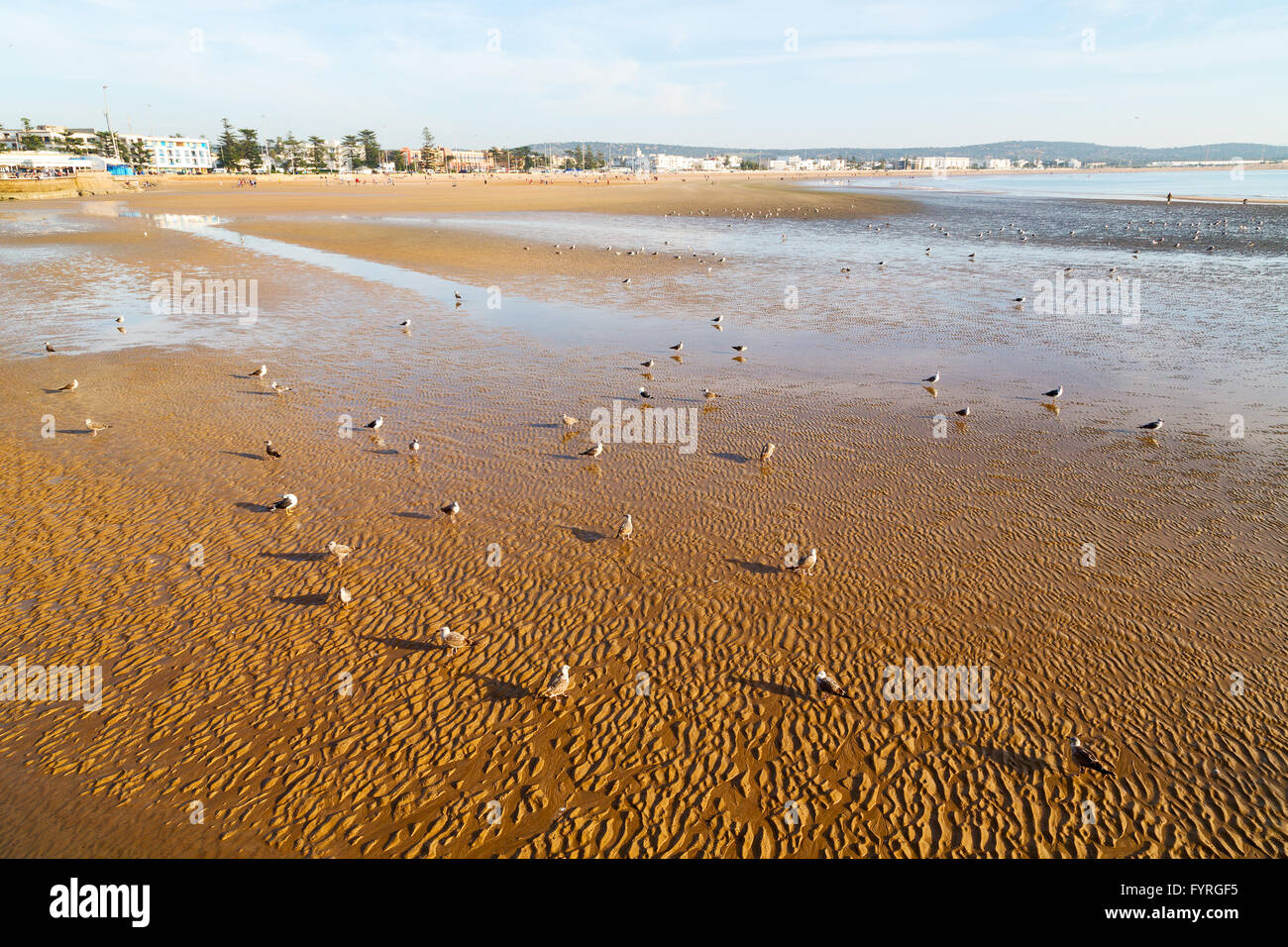 in morocco sea africa ocean wave and bird Stock Photo - Alamy