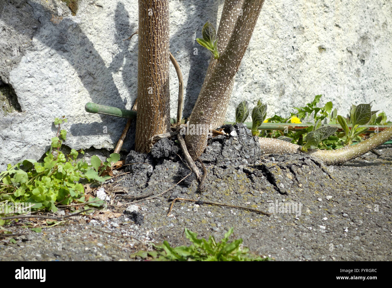Habitat recovery hi-res stock photography and images - Alamy