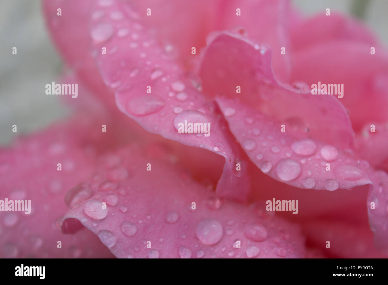 Water droplets on rose petals hi-res stock photography and images - Alamy