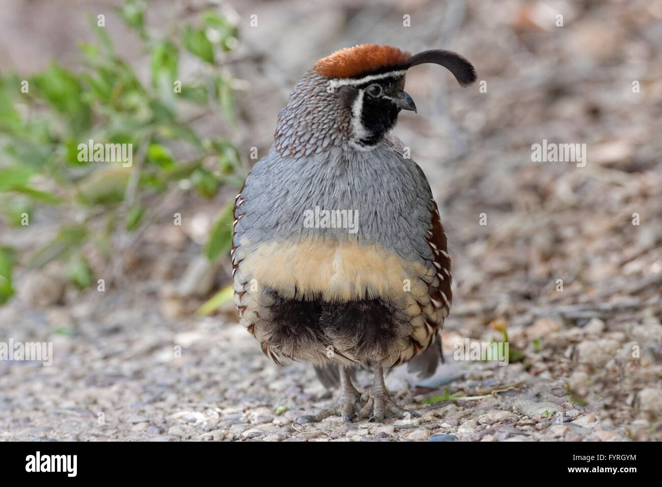 Gambels quail hi-res stock photography and images - Alamy