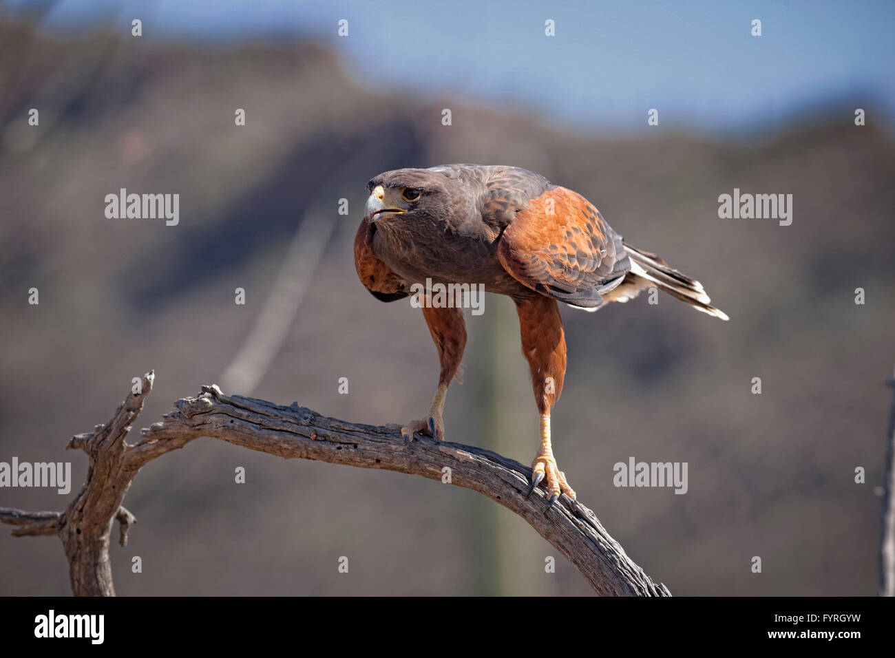 Bay winged hawk hi-res stock photography and images - Alamy