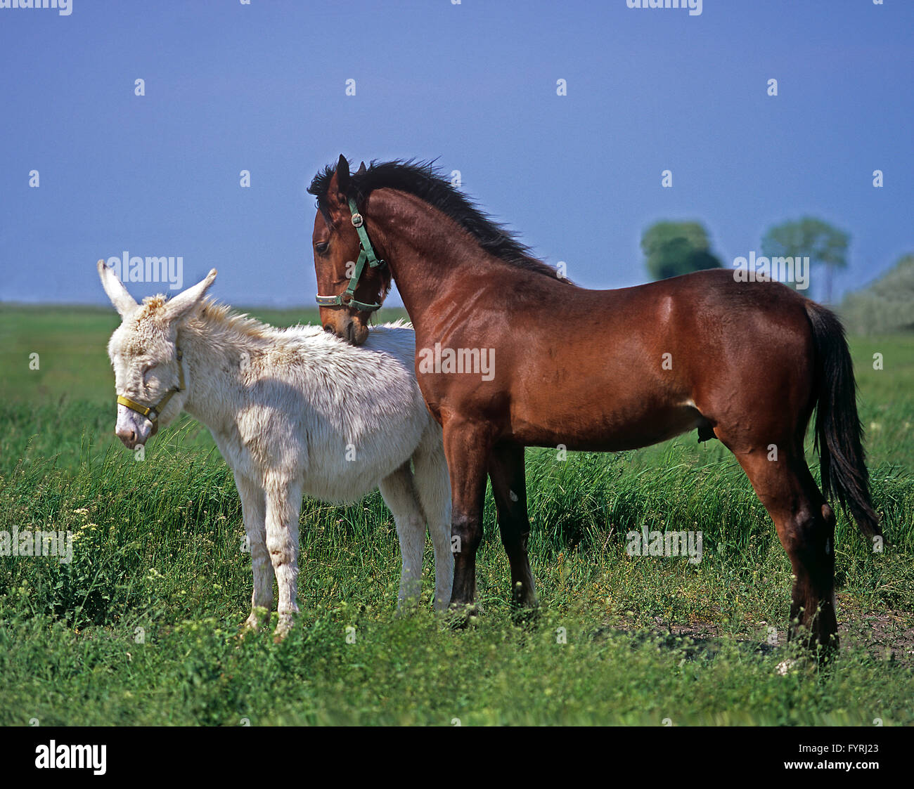 Hungarian Trotter grooming European White Donkey (Equus asinus asinus ...