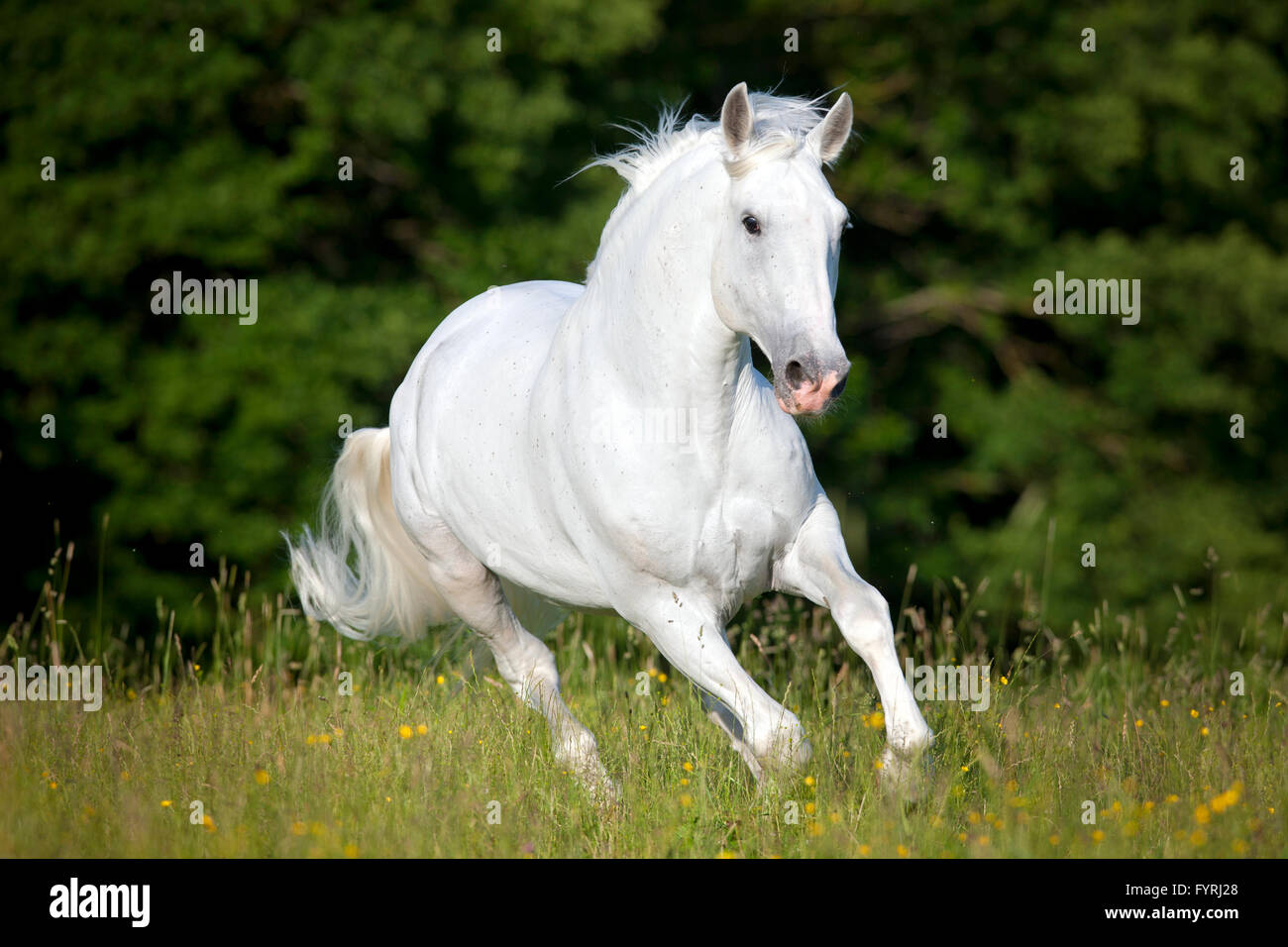 Kladruber Horse. Gray stallion galloping on a pasture. Germany Stock ...