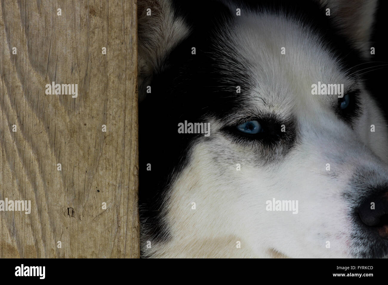 How Do You Know When A Husky Is Pregnant