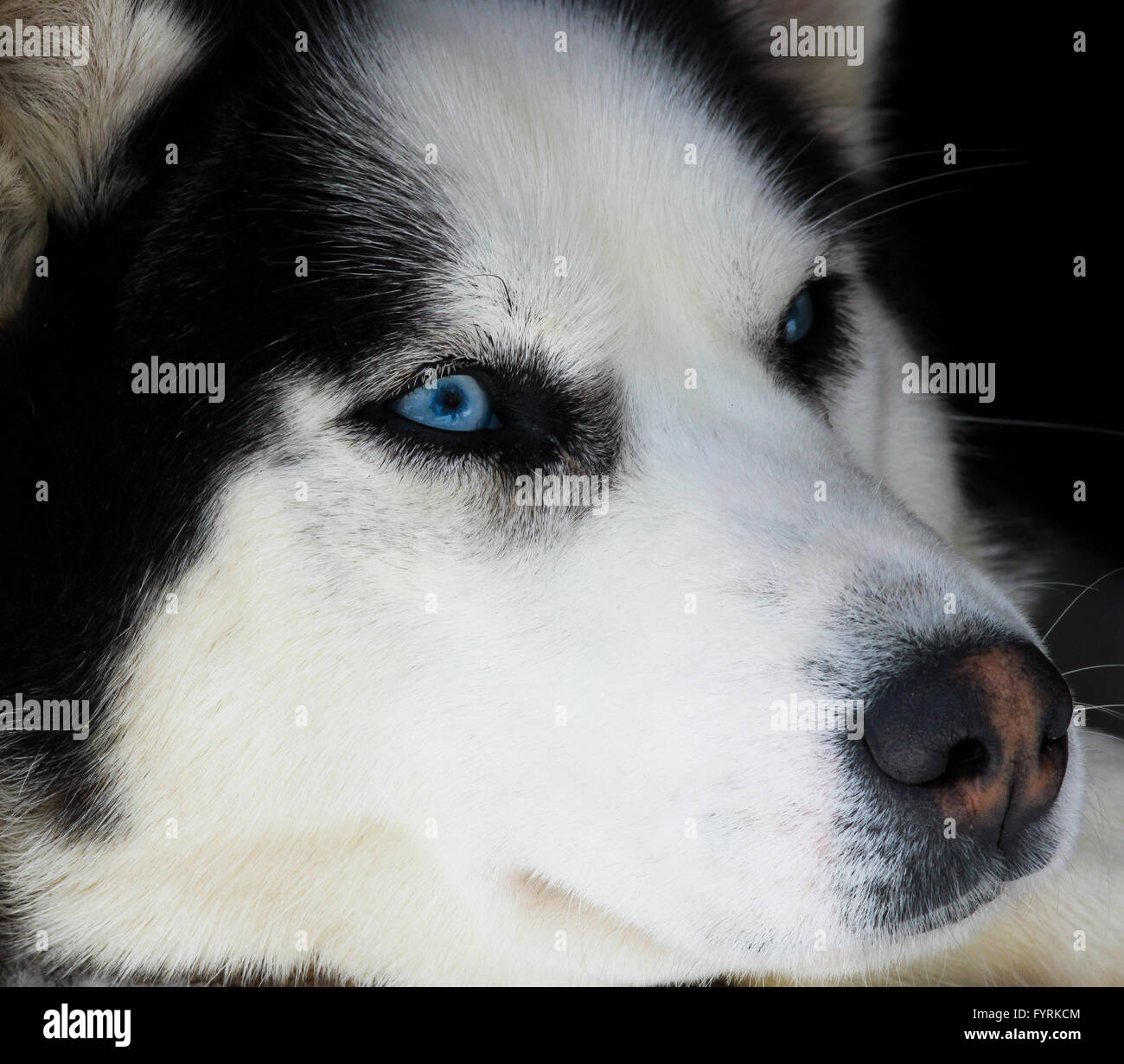 Pregnant husky dog sledding camp hi-res stock photography and images ...