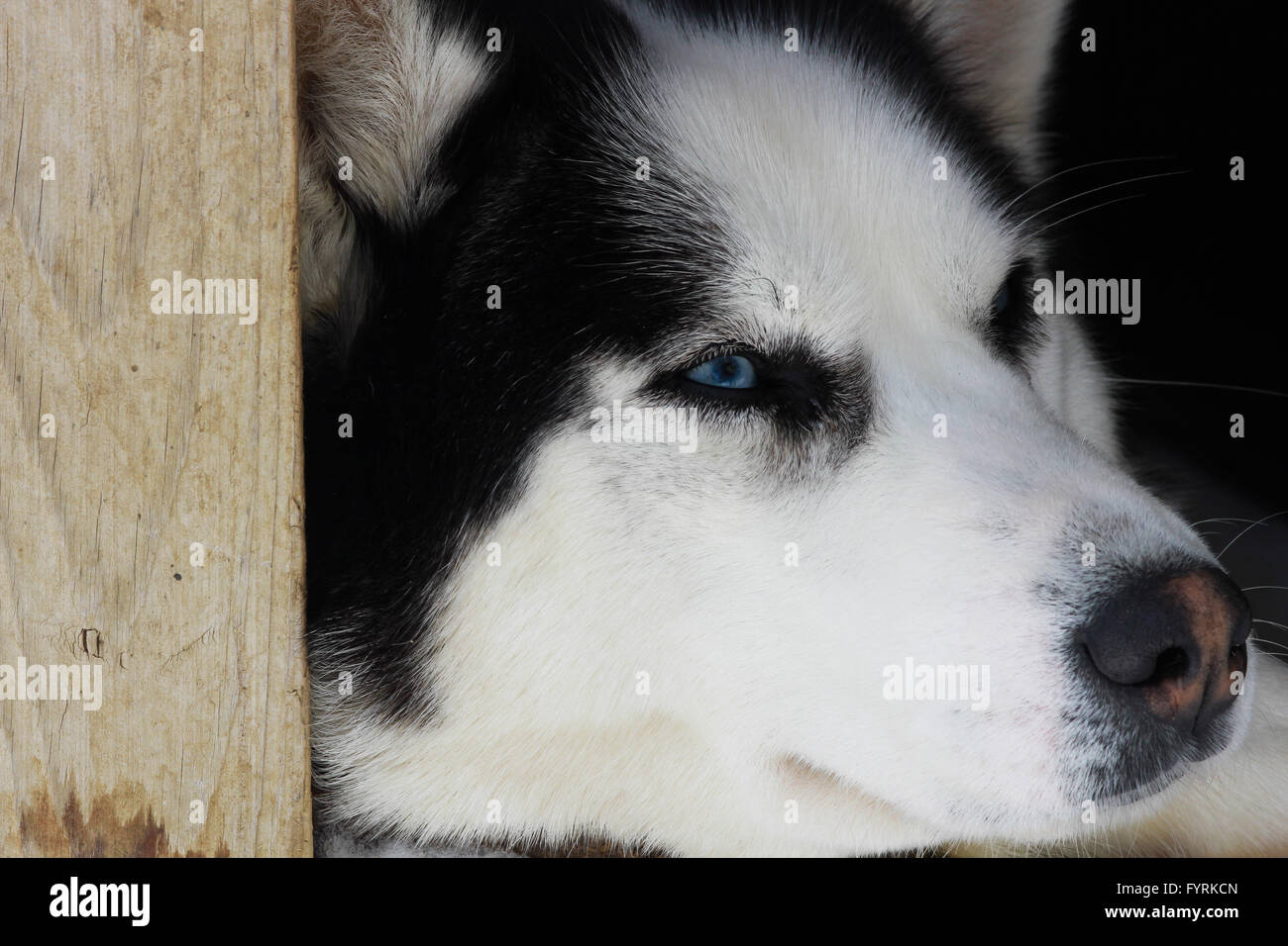A pregnant husky at a dog sledding camp in Quebec, Canada Stock Photo ...