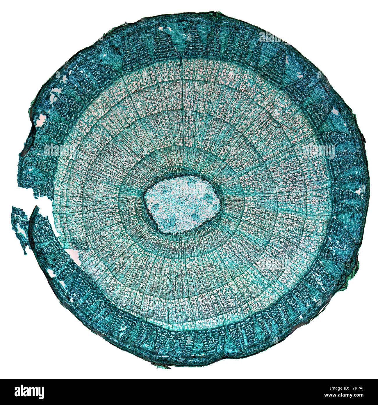 Light microscope cross section stem hi-res stock photography and images ...