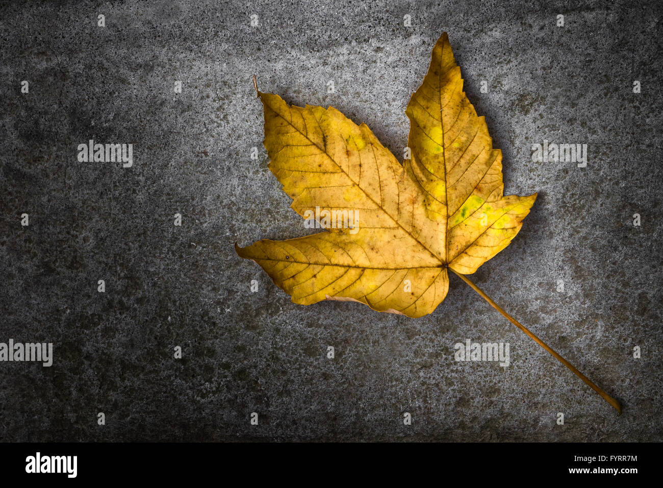 Yellow leaf isolated Stock Photo - Alamy