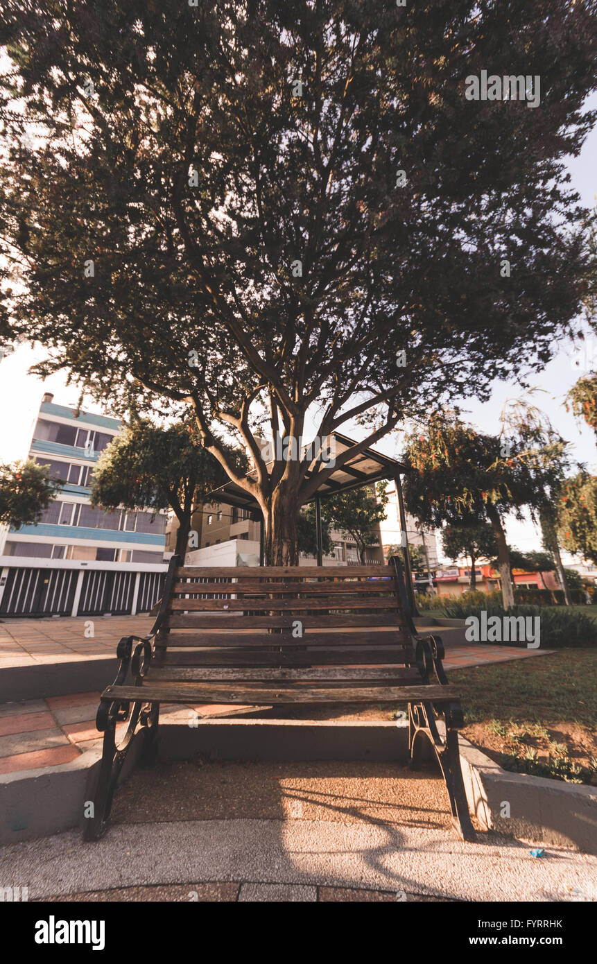 Old style bench under wide green tree in the park. Architecture behind ...