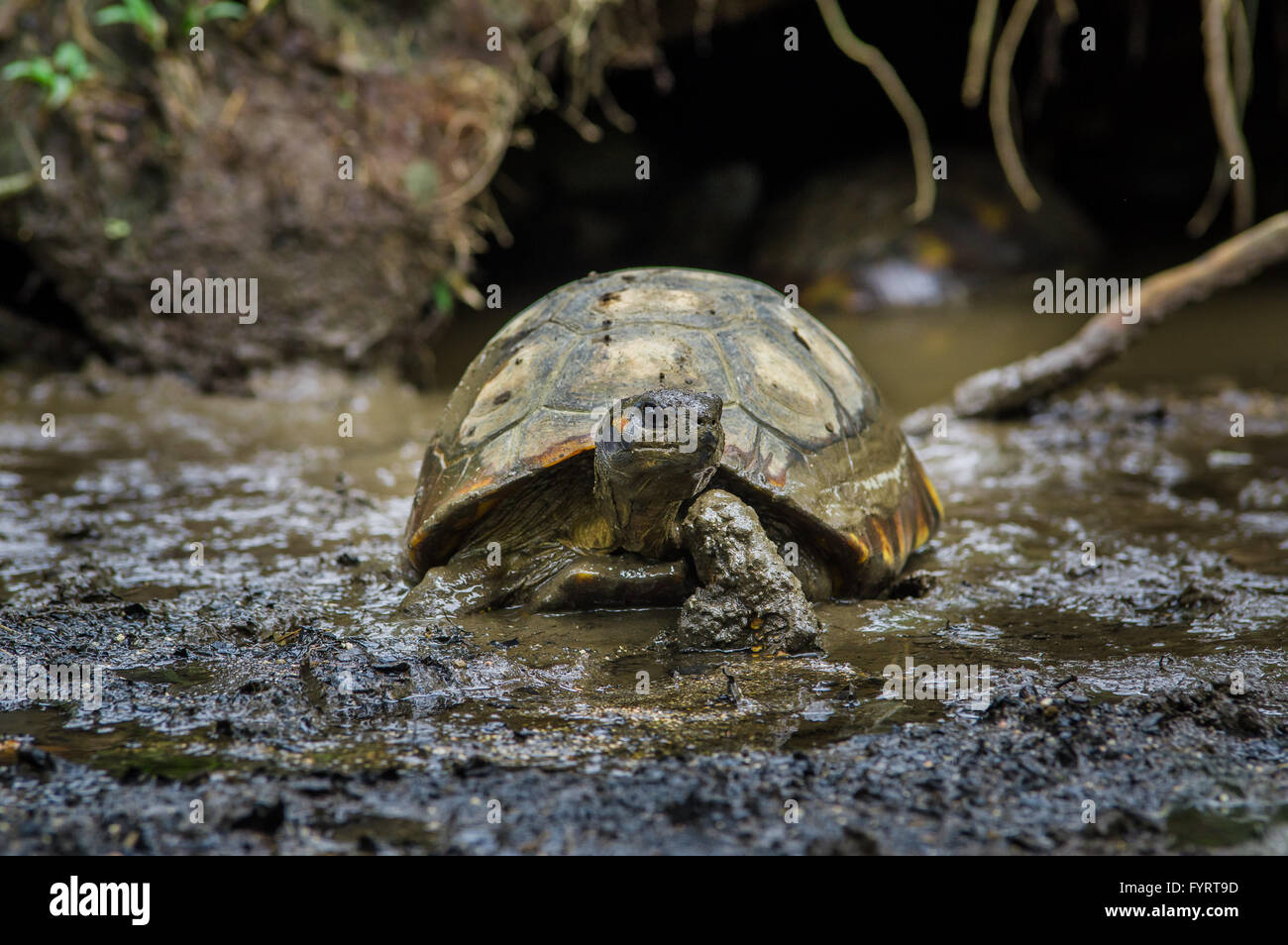 Beautiful green turtle entering river from muddy riverbank, frontal ...
