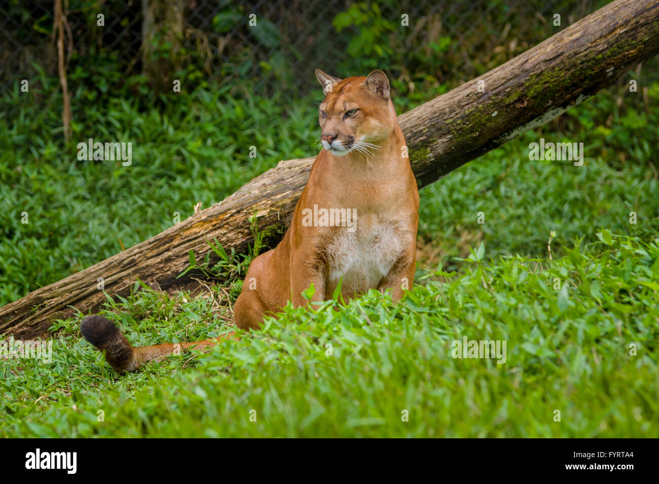 Stunning photo of majestic light brown colored puma wildcat sitting ...