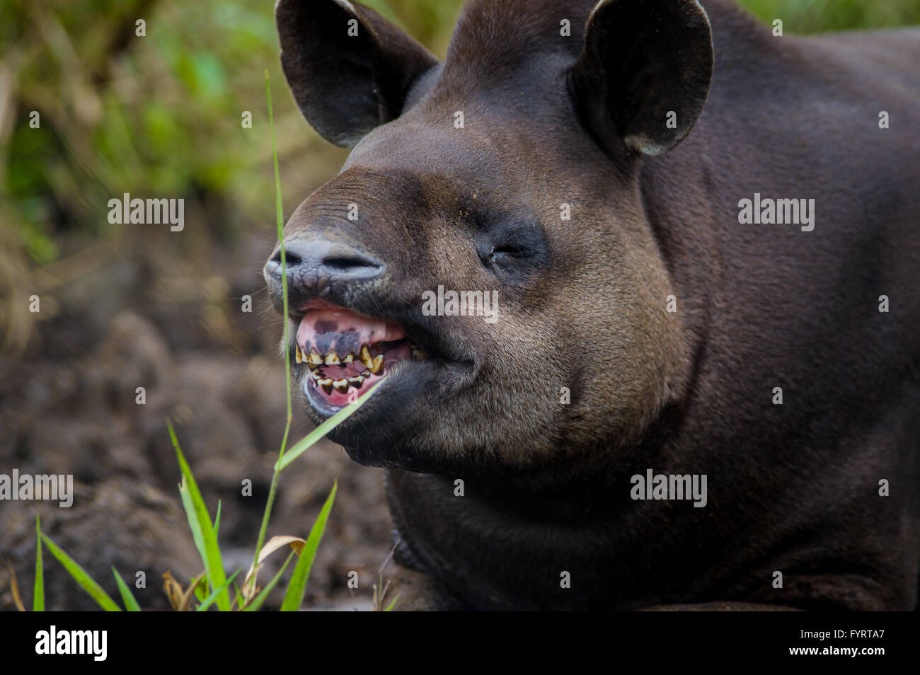 Closeup beautiful brown tapir, biggest mammal of the Amazon rainforest ...