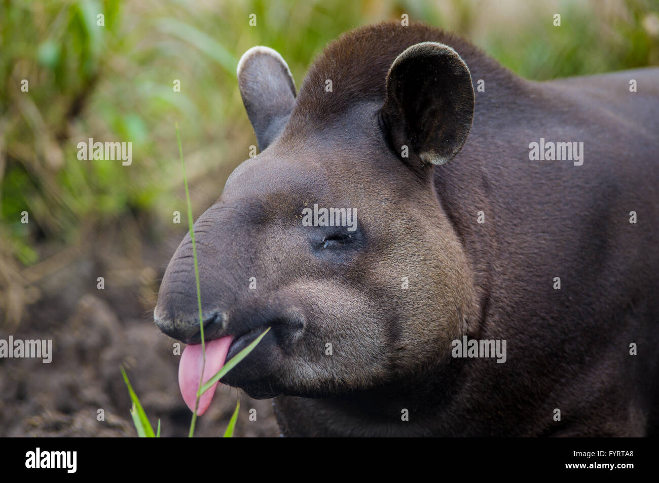 Closeup beautiful brown tapir, biggest mammal of the Amazon rainforest ...