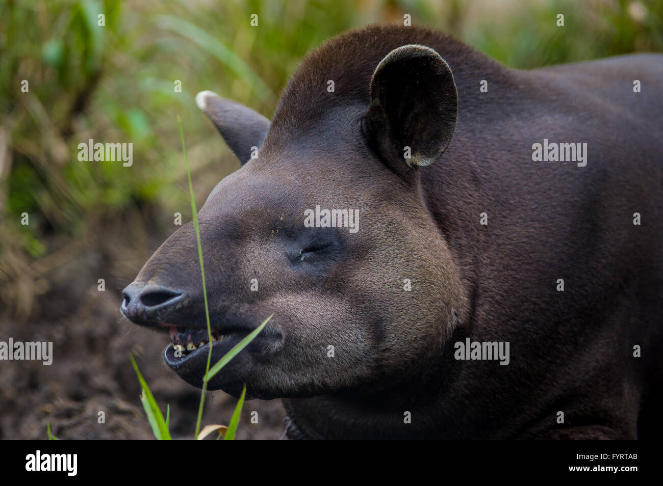 Closeup beautiful brown tapir, biggest mammal of the Amazon rainforest ...