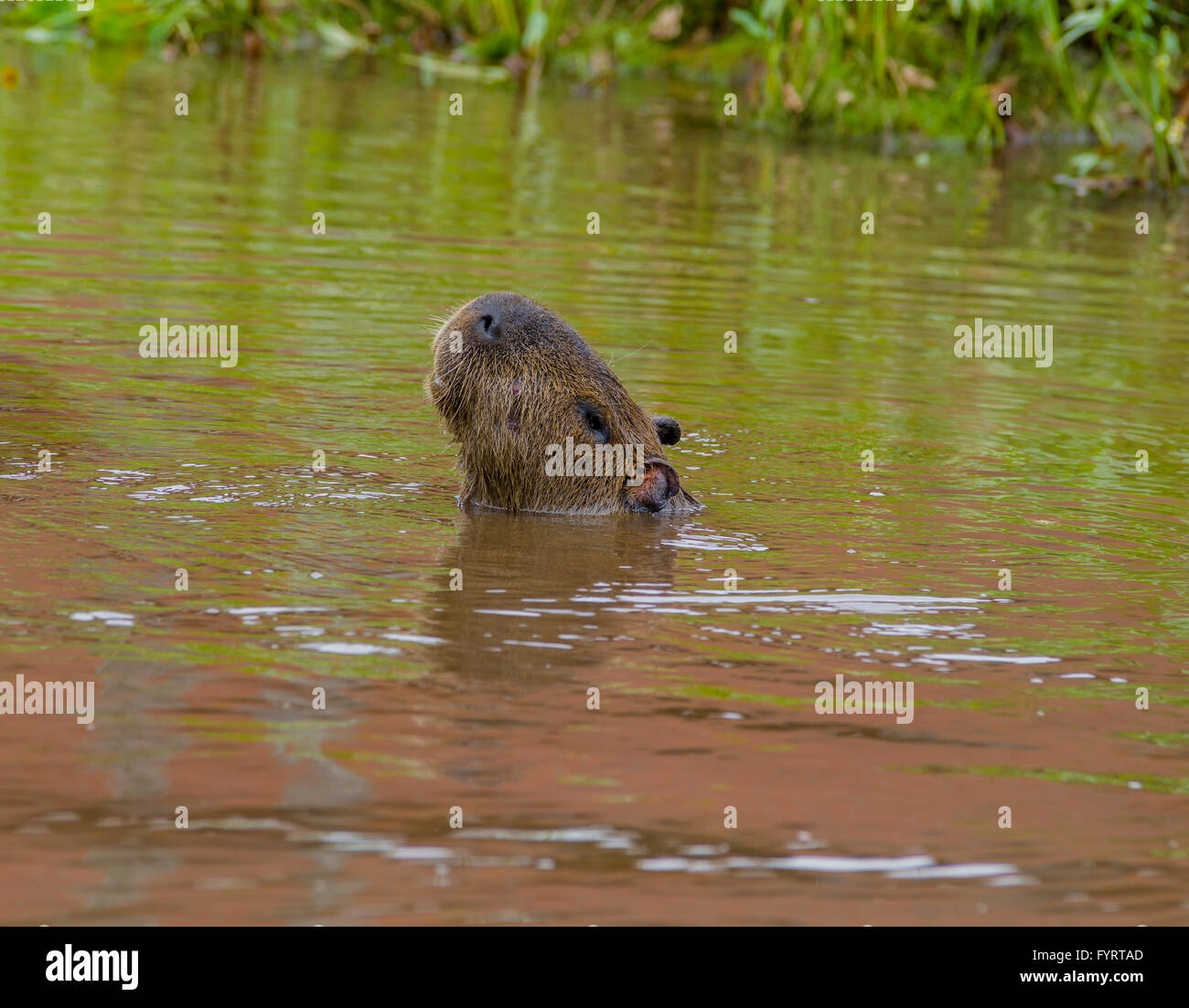 Man swimming in amazon river hi-res stock photography and images - Alamy