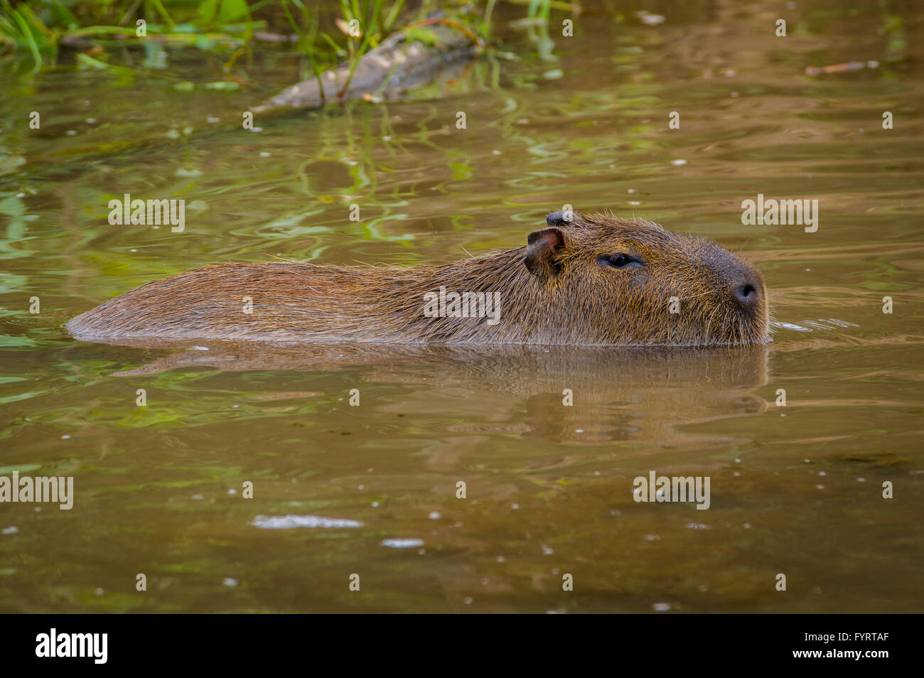Man swimming in amazon river hi-res stock photography and images - Alamy