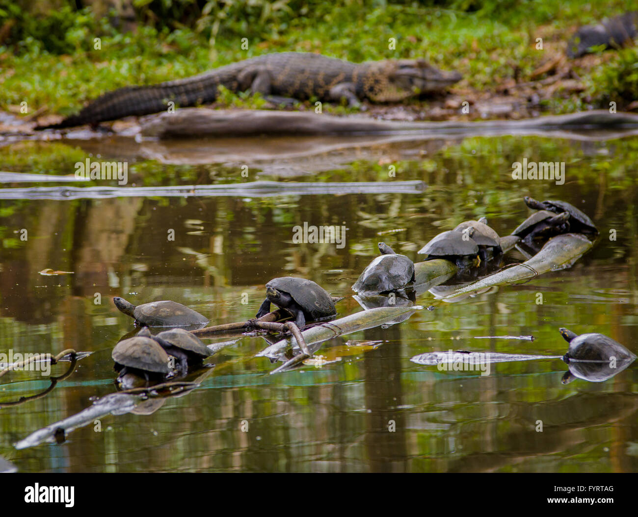Medium sized monkey hi-res stock photography and images - Alamy