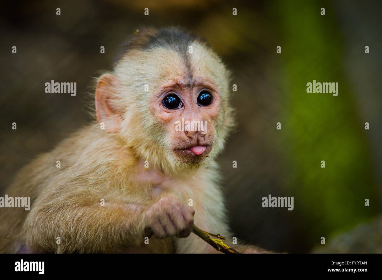 Fantastic closeup photo of playful cute little monkey from amazon ...