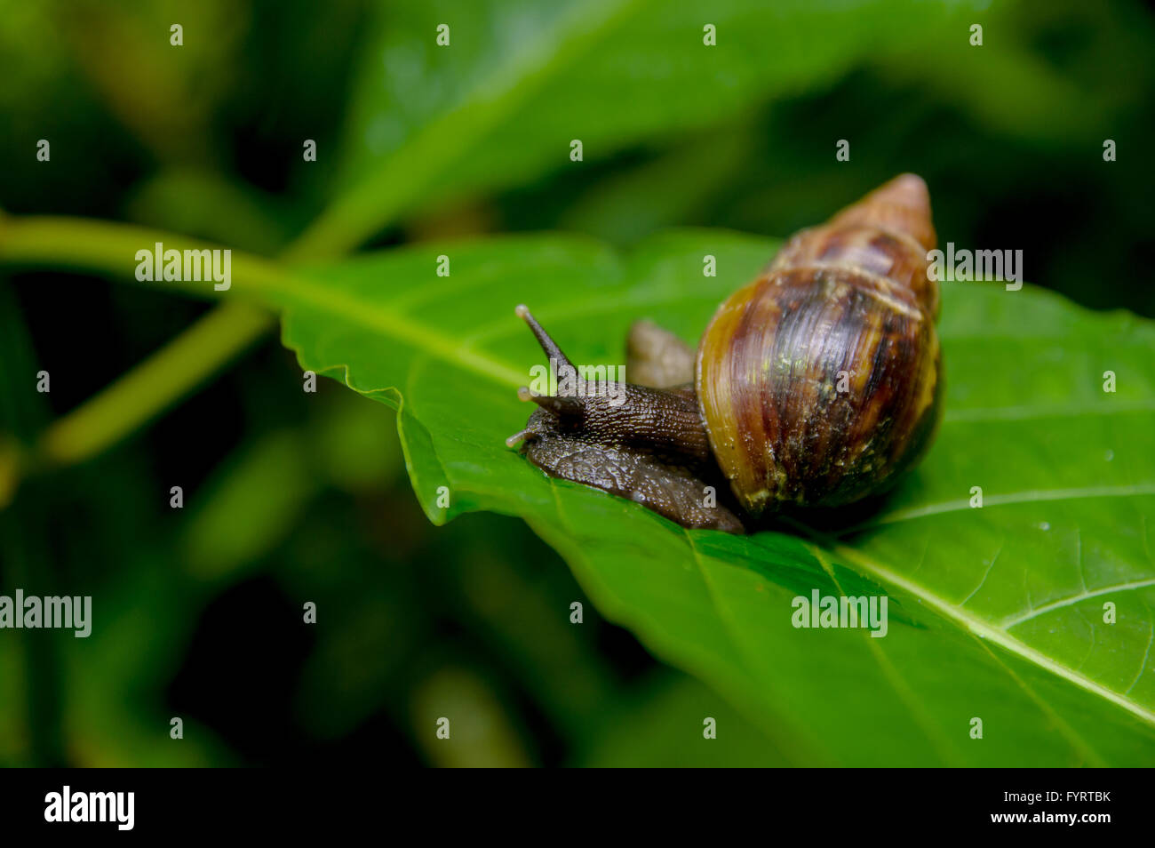 Small brown snail sitting on a green leaf in Amazon jungle Ecuador ...