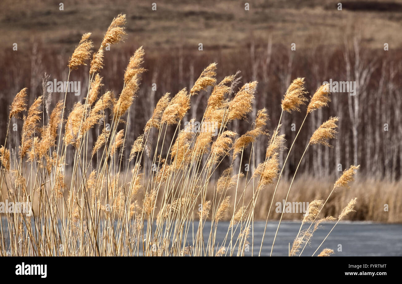 Dry reed close-up Stock Photo - Alamy