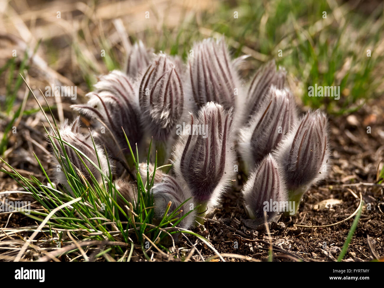 Patens pulsatilla hi-res stock photography and images - Alamy