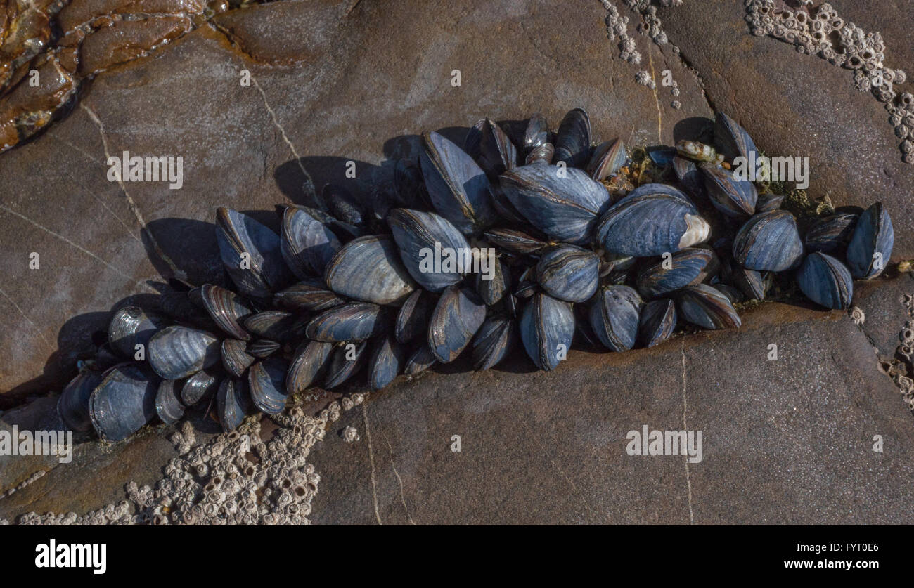 Fresh muscles seafood fish shellfish hi-res stock photography and ...