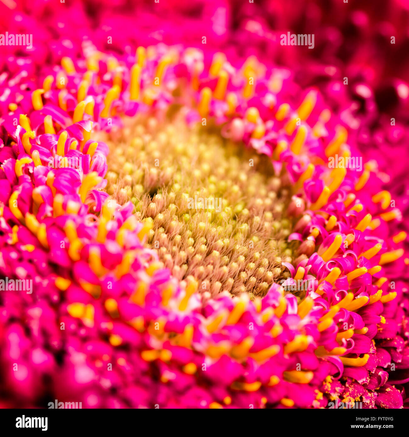 Beautiful red gerbera hi-res stock photography and images - Alamy