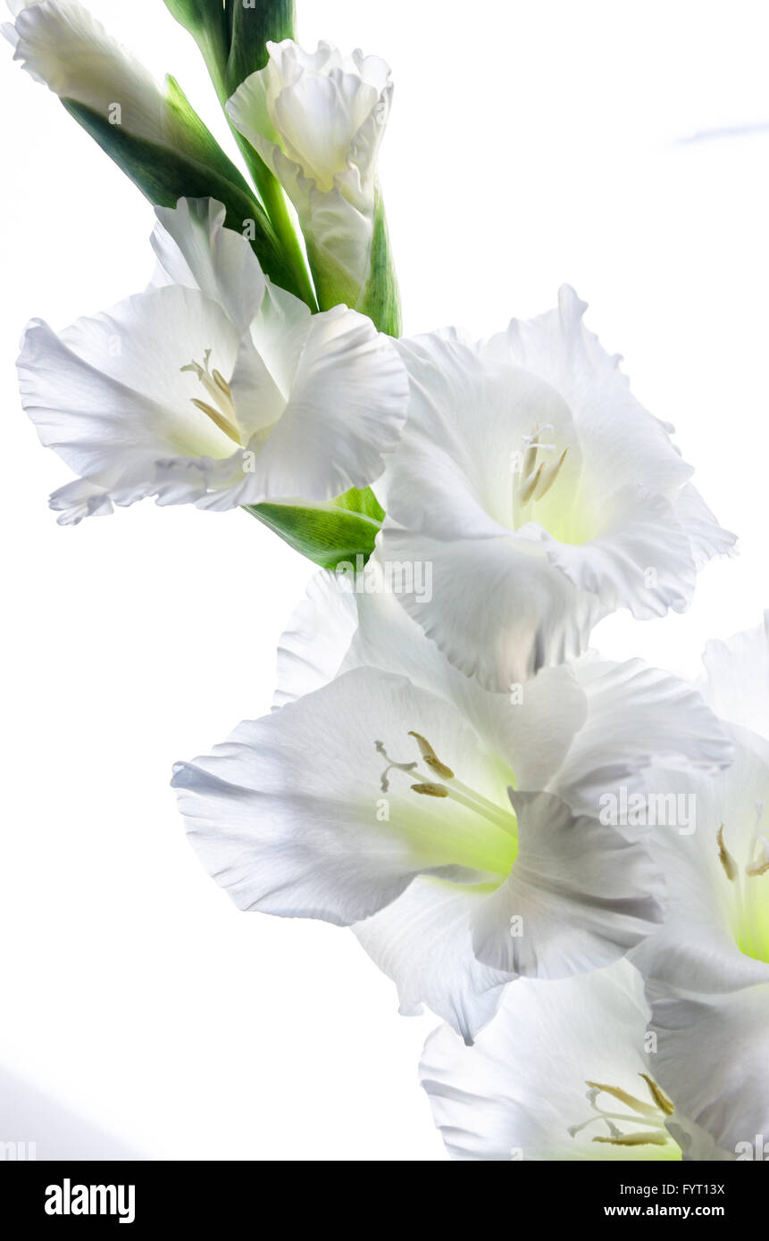 White gladiolus hi-res stock photography and images - Alamy