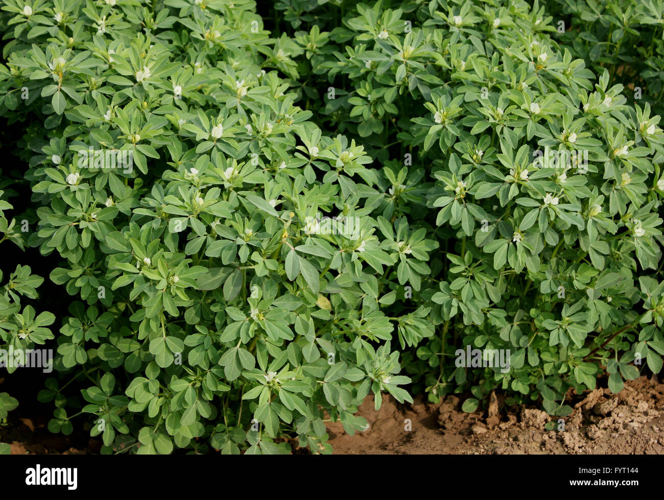 Fenugreek, Trigonella foenum-graecum, cultivated annual herb with ...