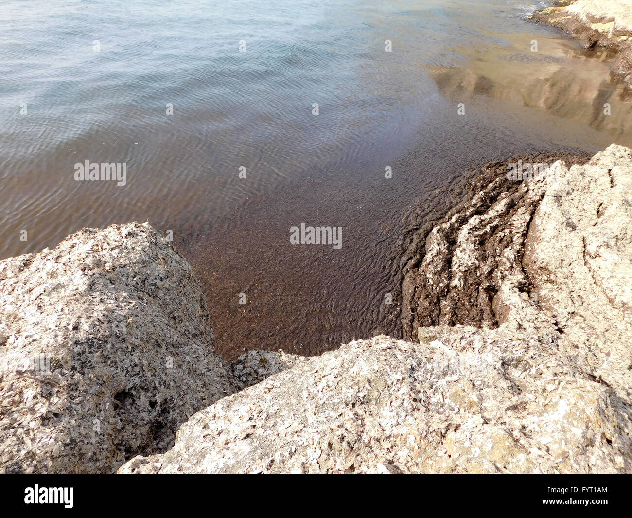 algae at sea Stock Photo - Alamy