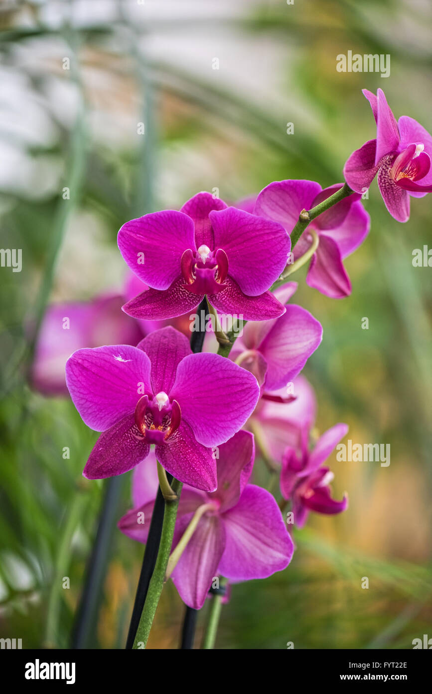 orchids at botanical garden Stock Photo - Alamy
