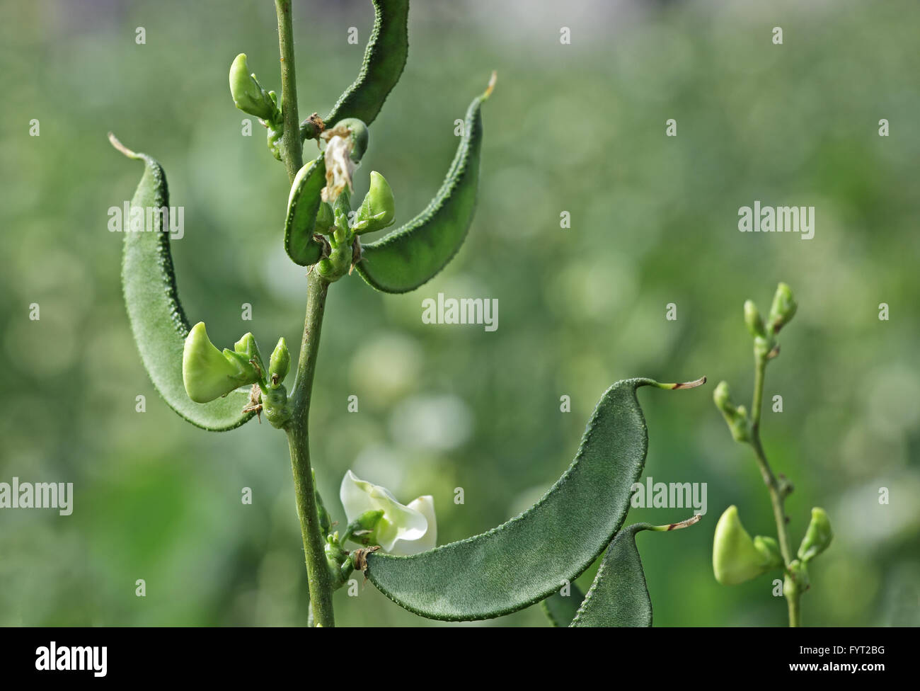 Indian Broad beans, one of the most ancient in vegetables cultivation ...