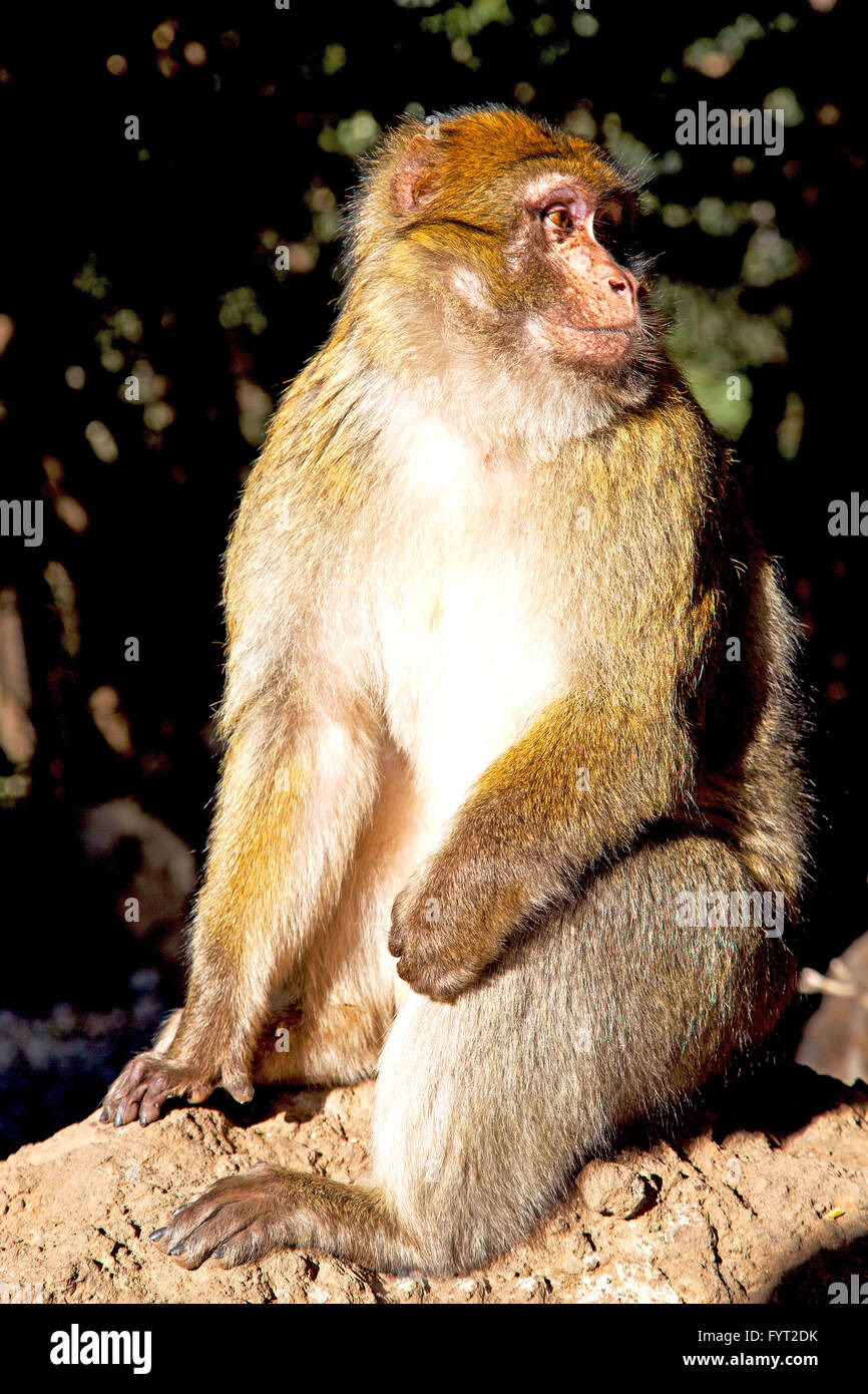 old monkey in africa morocco and natural background fauna close up ...